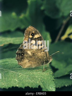 Speckled wood butterfly (Pararge aegeria) resting on a concrete surface ...
