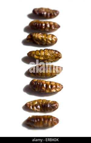 Cooked Silkworm Larvae as sold at street food markets in Thailand and ...