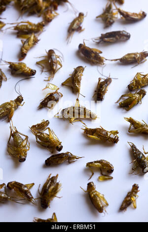 Traditional thai snack fried crickets on market. Asian snacks Stock ...