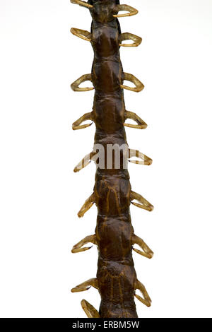 Cooked Centipede Kebab sold at Donghuamen Night Market Beijing Stock ...