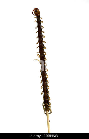 Cooked Centipede Kebab sold at Donghuamen Night Market Beijing Stock ...