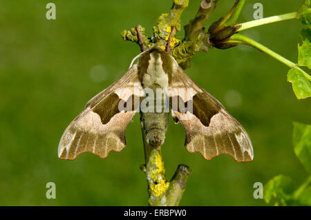 Lime Hawk Moth mimas tiliae at rest on tree bark Norfolk England May ...