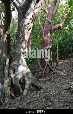 Thick bushes. Natural tropical background nature forest jungle foliage ...