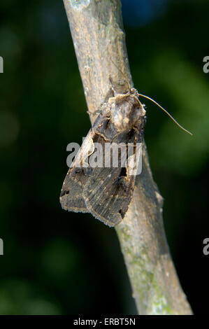 Setaceous Hebrew Character, Xestia c-nigrum moth Stock Photo - Alamy