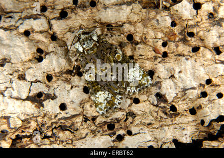 Coronet (Craniophora ligustri) moth Stock Photo - Alamy