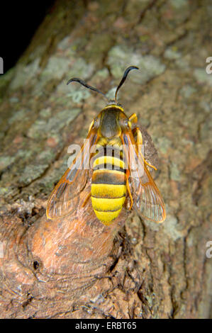 Lunar Hornet Moth, Sesia bembeciformis, Resting On A Moss Covered Log ...
