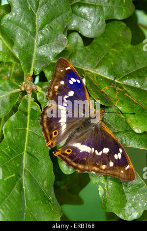 Purple Emperor (Apatura iris) butterfly perched in Oak tree. Knepp ...