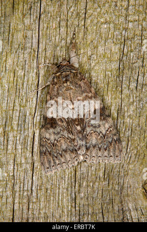 close-up of a red underwing moth (Catocala nupta) caught in daylight ...