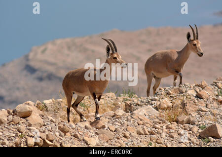 Goat in Ein Gedi national park in Israel Stock Photo - Alamy