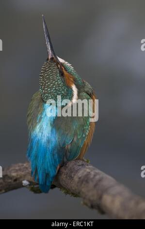 A Common Kingfisher looking back Stock Photo - Alamy