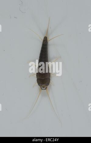 Silverfish Lepisma saccharina or fishmoth Stock Photo - Alamy