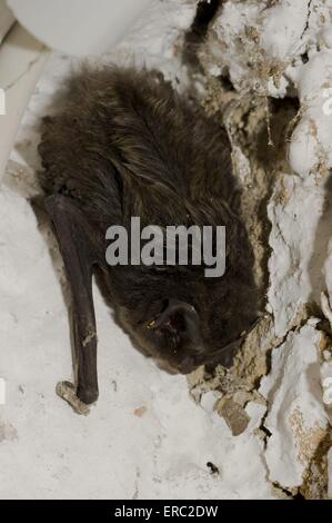 The western barbastelle, barbastelle or barbastelle bat (Barbastella barbastellus) hibernating ...