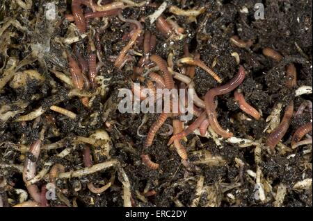 Common Earthworm Lumbricus terrestris adult Stock Photo - Alamy