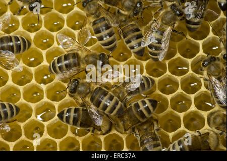 Animals, insects, bees, honeybee, honeybees, (Apis), in the beehive ...