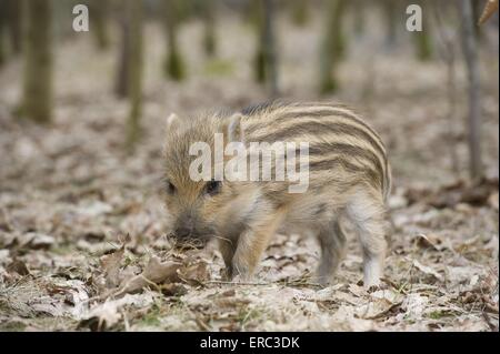 shoat Stock Photo: 56486667 - Alamy