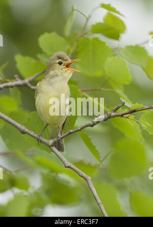 Icterine Warbler (Hippolais icterina) calling, Netherlands Stock Photo ...
