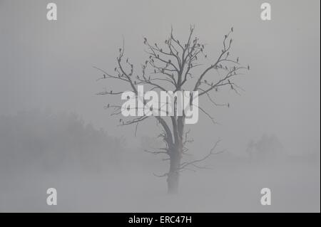 A group of cormorants in the tree Stock Photo - Alamy