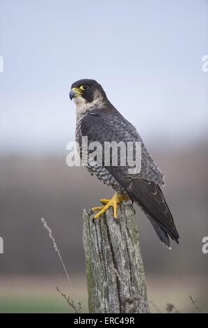 Peregrine falcon (Falco peregrinus), lateral, sitting, Bavaria, Germany ...