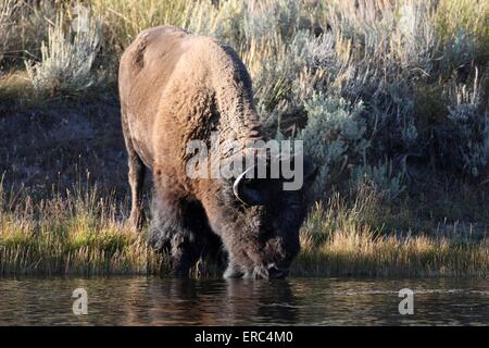 Bison, bisons, lake Stock Photo - Alamy