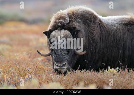 Musk ox feeding Stock Photo: 41771934 - Alamy