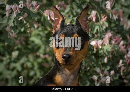 Tan miniature pinscher dog with cropped ears Stock Photo - Alamy