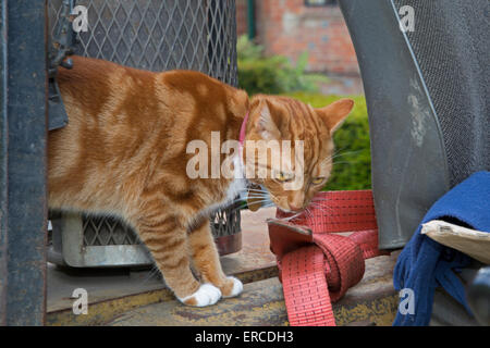 Westerham, UK,1st June 2015, Jock the cat is inquisitive at Chartwell ...