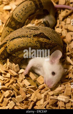 Boa constrictor (Boa constrictor) eating a mouse. A snake's jaws are ...