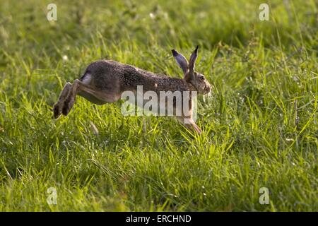 jumping hare rabbit Stock Photo - Alamy