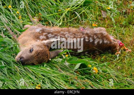 Dead roe deer, Capreolus capreolus, lying in grassy field, with eye ...