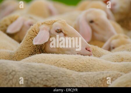 Side view of sheep's head Stock Photo - Alamy