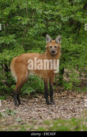Side view of a Maned Wolf standing, looking at the camera, Chrysocyon ...