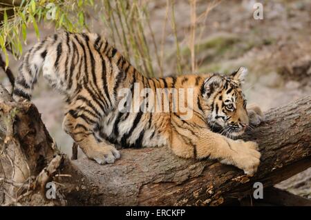 Young Siberian tiger scratching at tree stump in snow Stock Photo - Alamy