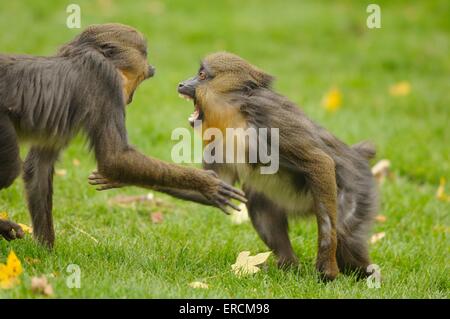 Mandrill, Mandrillus sphinx, meadow, side view, sitting Stock Photo - Alamy