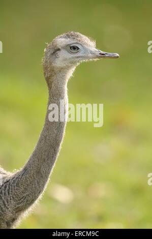 greater rhea, Rhea americana, single adult male walking on short ...