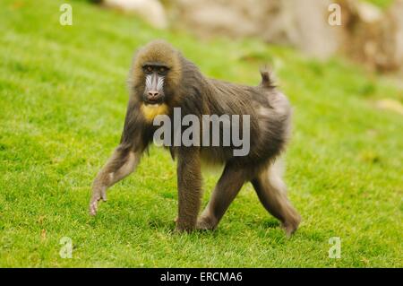Mandrill, Mandrillus sphinx, meadow, side view, sitting Stock Photo - Alamy