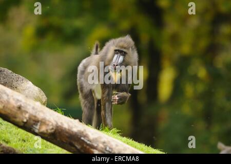 Mandrill, Mandrillus sphinx, branch, trunk, side view, running, focus ...