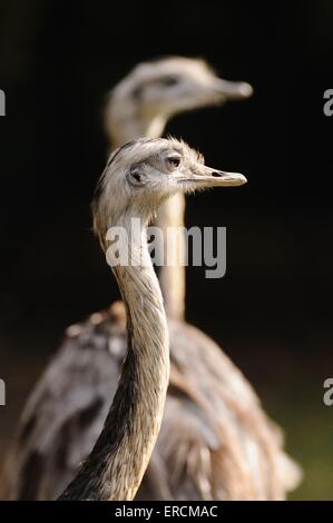 Greater greater rhea (Rhea americana) two adults, walking on windy ...