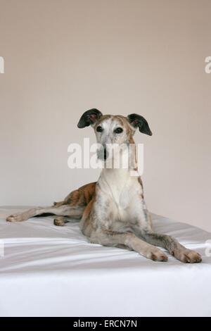 lying Galgo Espanol Stock Photo - Alamy