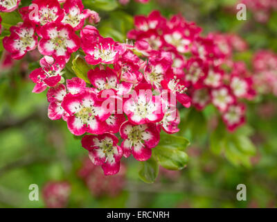 A Crimson Cloud Hawthorn tree, Crataegus Laevigata punicea in full ...