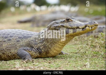 Spectacled caiman (Caiman crocodilus yacara), Crocodile (Alligatoridae ...