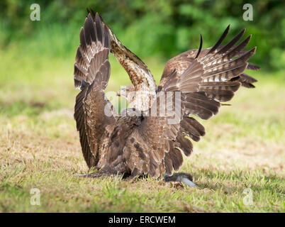 Pair of wild Common Buzzards, Buteo buteo (Male and Female) on ground ...