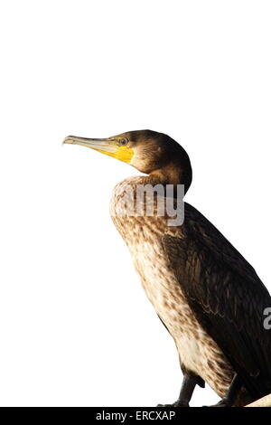 A beautiful shot of a great cormorant Stock Photo - Alamy