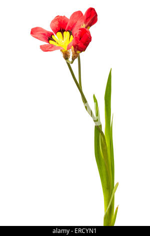 Sparaxis, Red and Yellow Flower Stock Photo - Alamy
