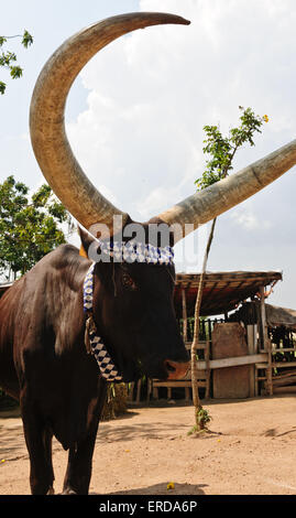 Sacred cows,( Inyambo) at the Rukari Ancient Historical Museum in ...
