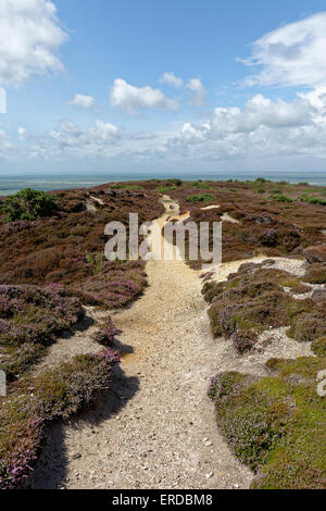 Public footpath through Headon Warren, Path, Heathland, Headon Warren ...