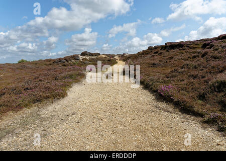 Path, Heathland, Headon Warren, Totland, Isle of Wight, England, UK, GB ...