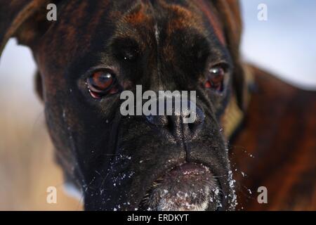Horizontal landscape detail with boxer dog running in profile into the ...