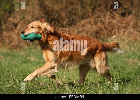 Golden Retriever apports Dummy Stock Photo - Alamy