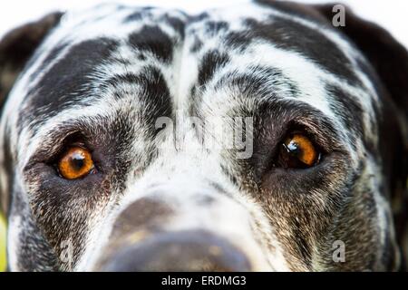 Great Dane Eyes Stock Photo - Alamy