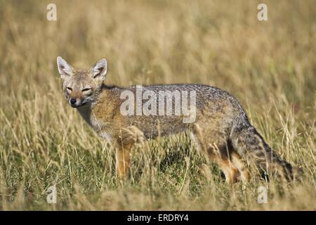Argentine grey fox, Torres del Paine National Park (Pseudalopex griseus ...